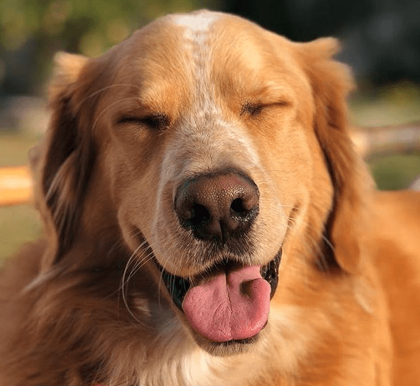 Available Dogs – Brooklyn Paws Foundation